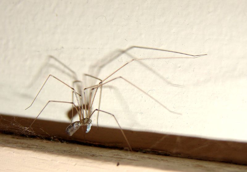 Invertebrate creature feature; giant centipedes & daddy long legs ...