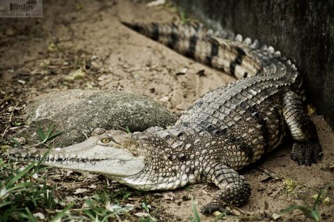 Croc Defence and Cellular Aging | 3CR Community Radio