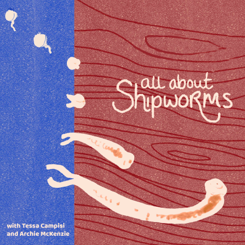 All About Shipworms | 3CR Community Radio