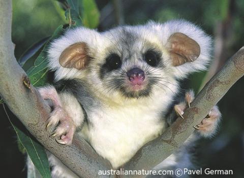 The greater glider vs the Victorian Government | 3CR Community Radio